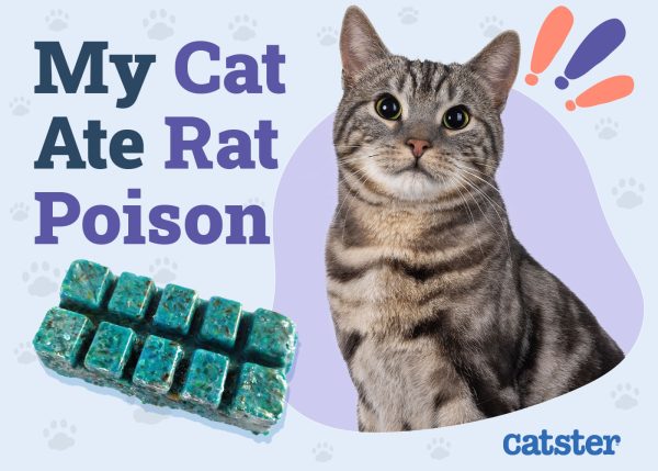 My Cat Ate Rat Poison: Symptoms & What to Do (Vet Answer) - Catster