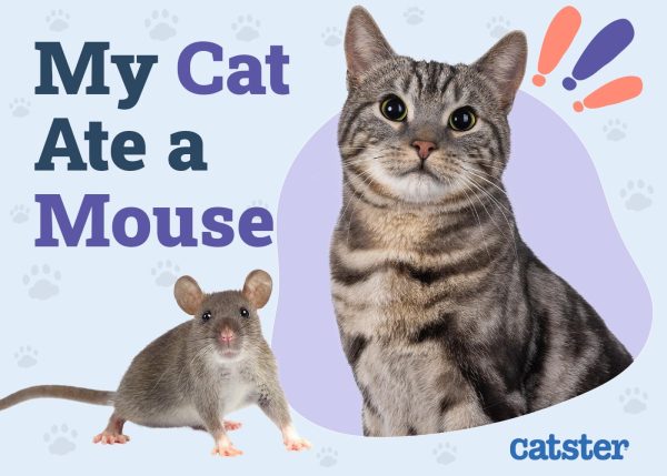 My Cat Ate a Mouse: Vet-Approved Dangers & Prevention - Catster