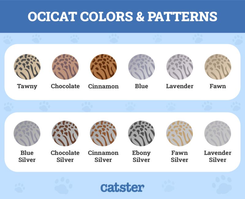 12 Ocicat Colors & Patterns (With Pictures) - Catster