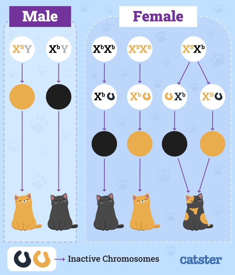 6 Different Types of Calico Cats (With Pictures) - Catster