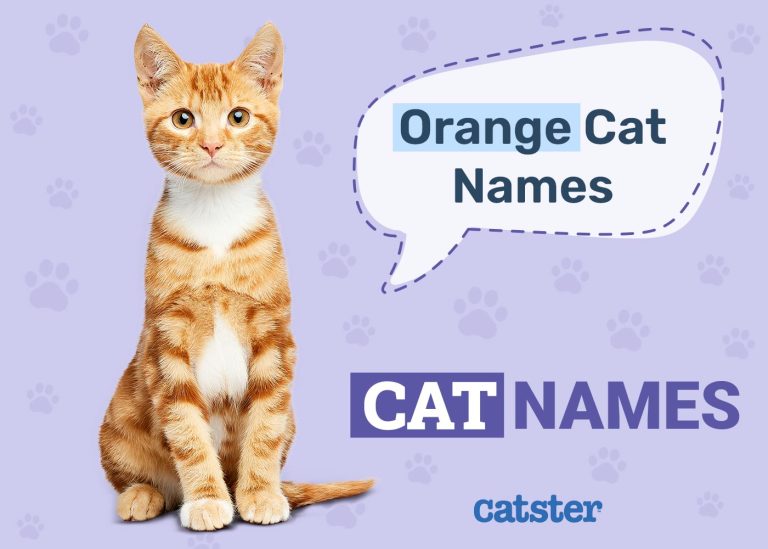 190 Stray Cat Names: Unique Options for Your New Friend - Catster