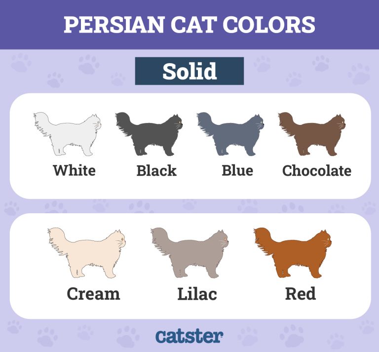 18 Vet-Verified Persian Cat Colors & Patterns (With Pictures) - Catster