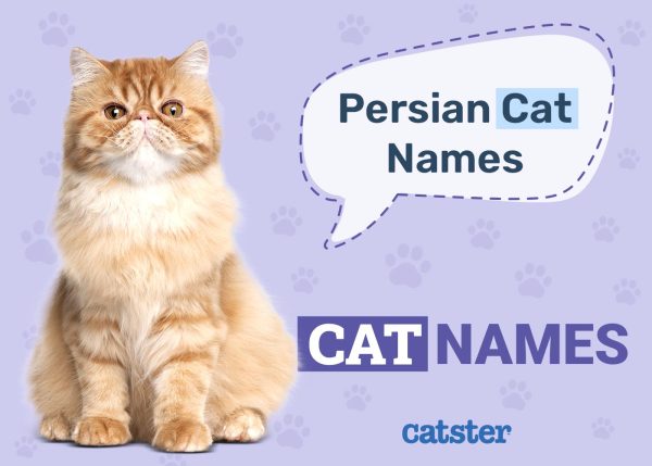 100+ Persian Cat Names: Ideas for Adorable, Posh & Regal Cats - Catster