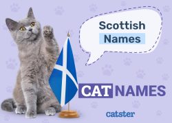 240 Scottish Cat Names To Get You Inspired (2025 Update) - Catster