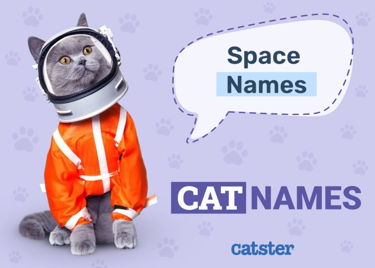125+ Space Names for Cats: Out of This World Ideas for Your ...