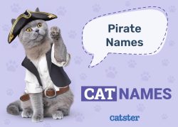 340+ Pirate Cat Names: Great Ideas for Your Swashbuckling Cat - Catster