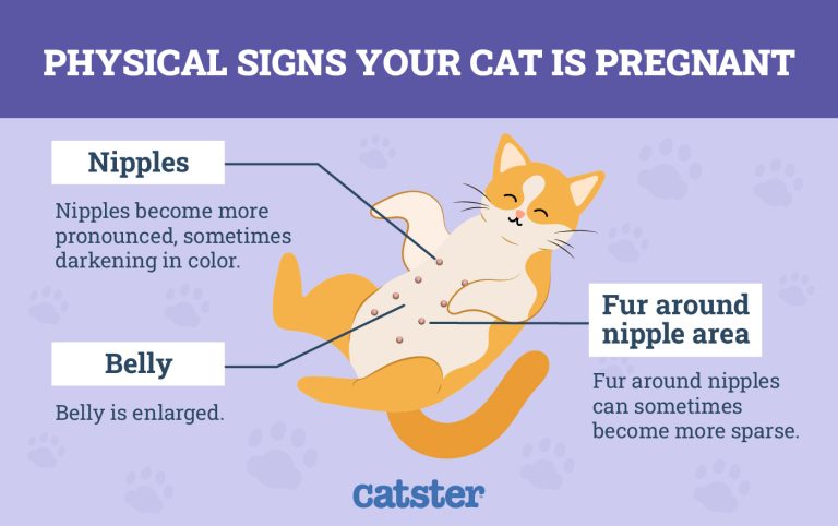 How Do Cats Give Birth? (Vet Approved Pregnancy & Labor Facts) - Catster