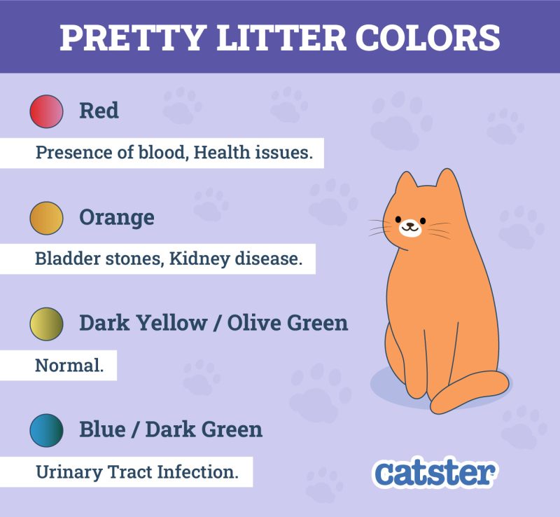 What Do the PrettyLitter Colors Mean? Explanation with Color Chart ...