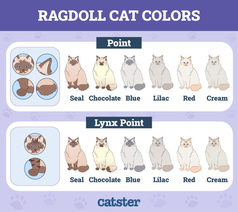 24 Types of Ragdoll Cat Colors & Patterns (With Pictures) - Catster