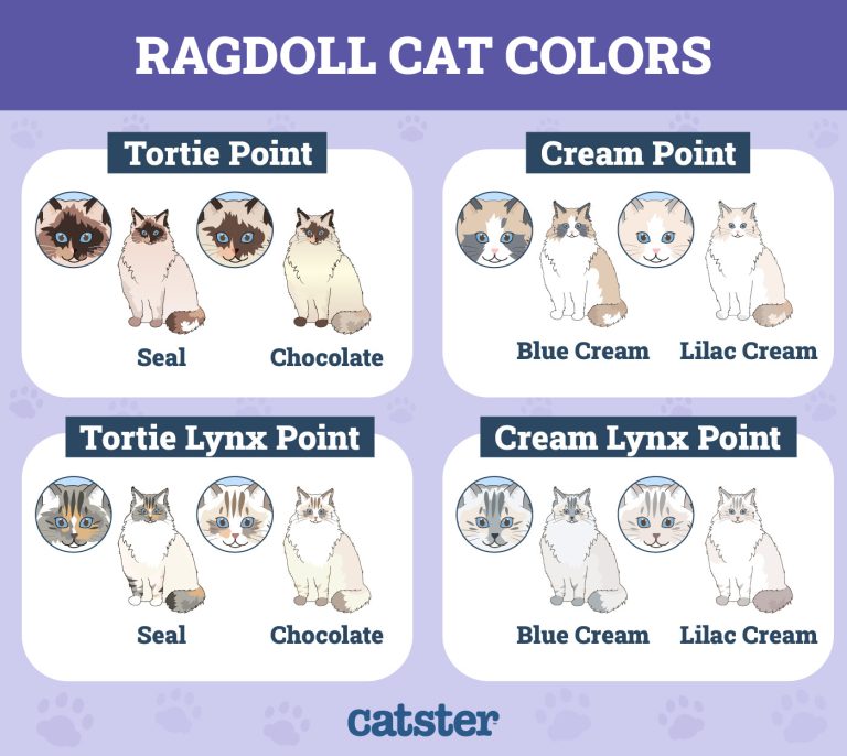 24 Types of Ragdoll Cat Colors & Patterns (With Pictures) - Catster