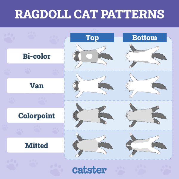 24 Types of Ragdoll Cat Colors & Patterns (With Pictures) - Catster
