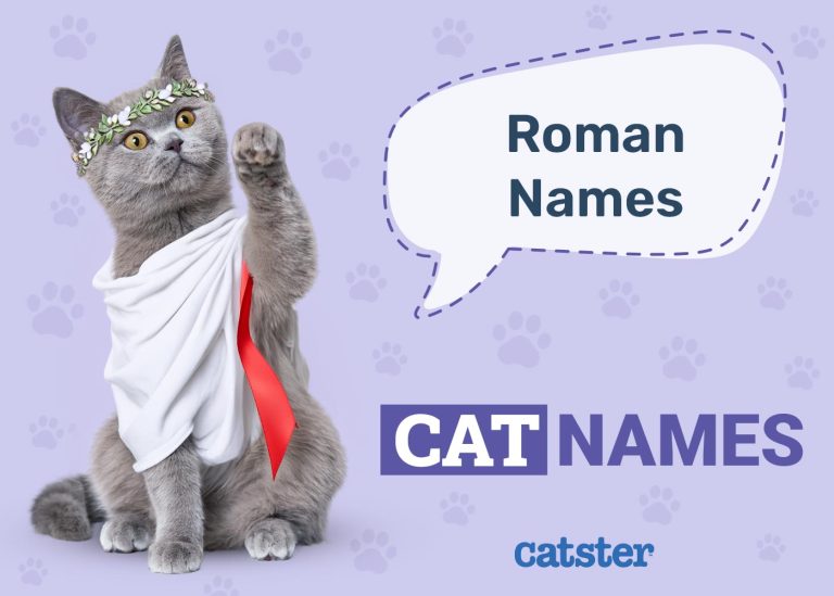 150 Roman Cat Names: Powerful Names Apt for an Emperor - Catster