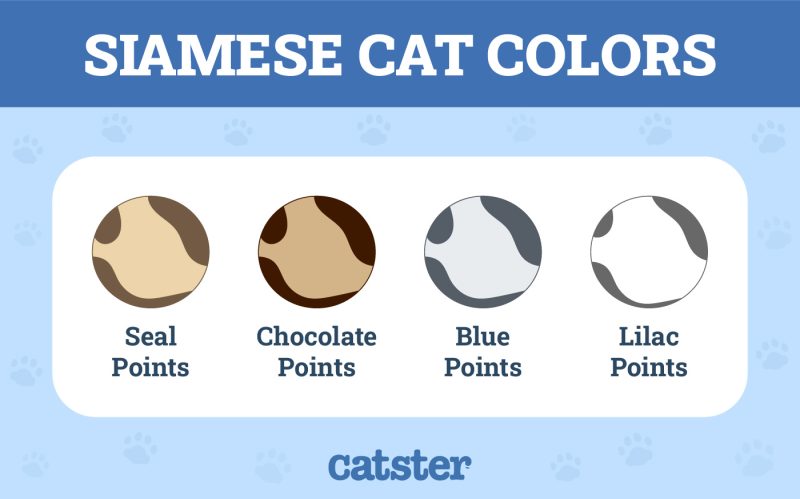 8 Types of Siamese Cats: Colors, Variations, Pictures, Traits & Facts ...
