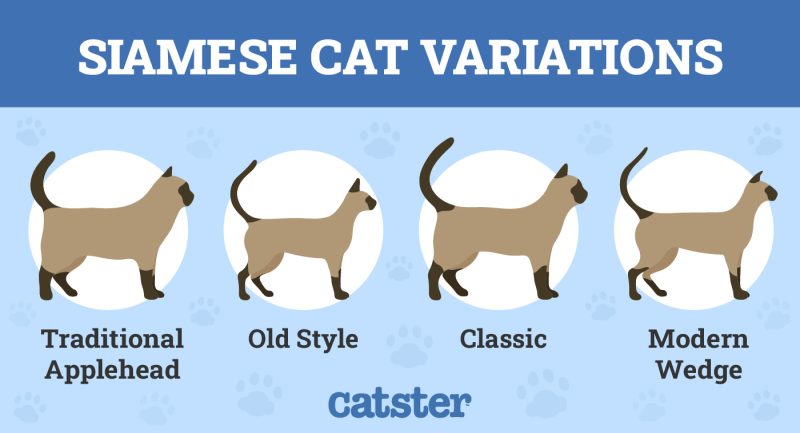 8 Types of Siamese Cats: Colors, Variations, Pictures, Traits & Facts ...