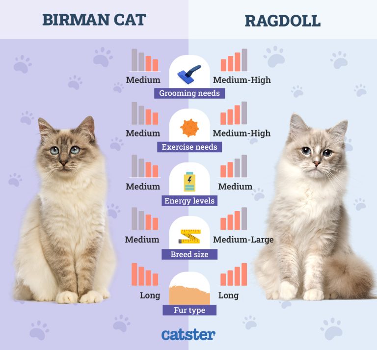 Birman vs Ragdoll: The Differences (With Pictures) - Catster
