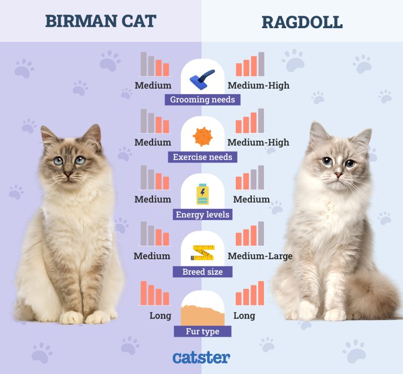 Birman vs Ragdoll: The Differences (With Pictures) - Catster