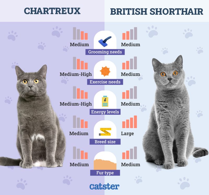 Chartreux vs. British Shorthair: The Differences (With Info & Pictures ...