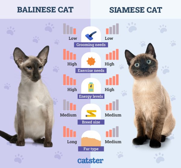 Balinese vs Siamese Cat: What's the Difference? (With Pictures) - Catster