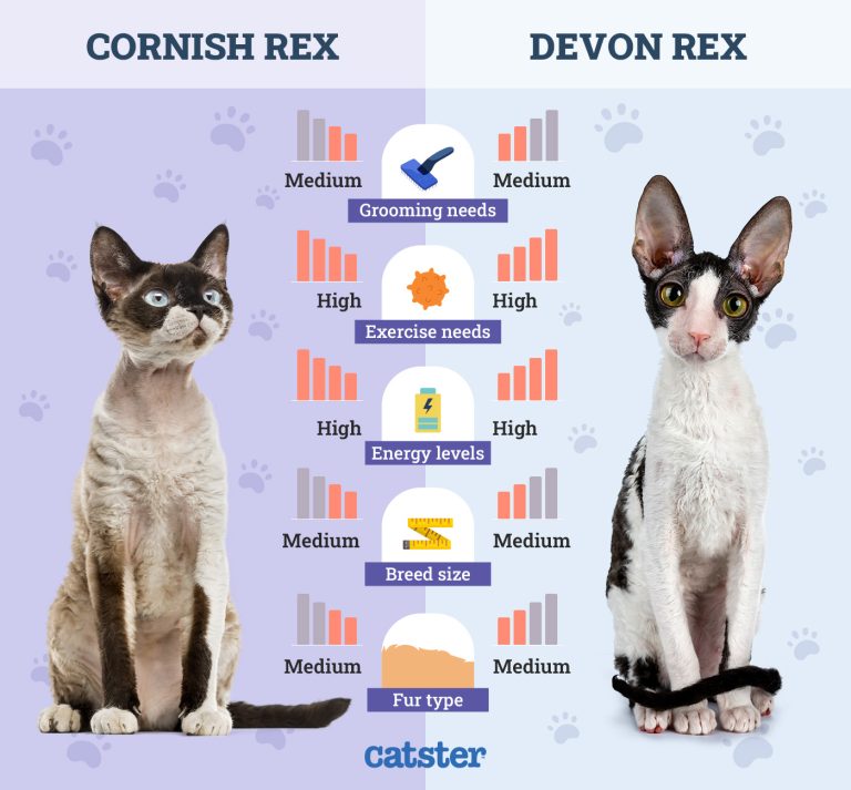 Cornish Rex vs. Devon Rex: Main Differences (With Pictures) - Catster