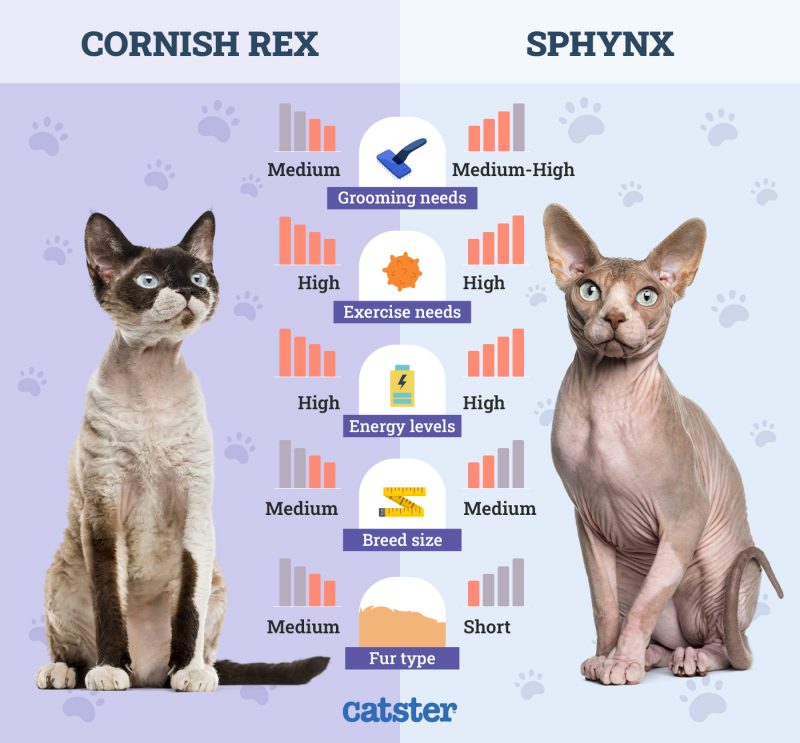 Cornish Rex vs. Sphynx: Differences Explained (With Pictures) - Catster