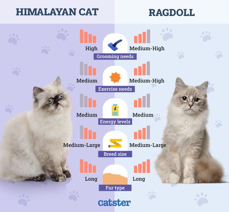 Himalayan Cat vs Ragdoll Cat: What’s The Difference? (With Pictures ...