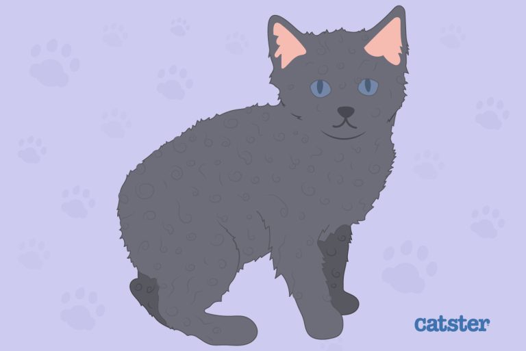10 Types of Rex Cat Breeds (With Info & Pictures) - Catster