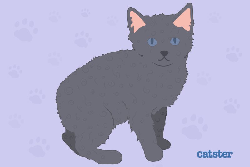 10 Types of Rex Cat Breeds (With Info & Pictures) - Catster