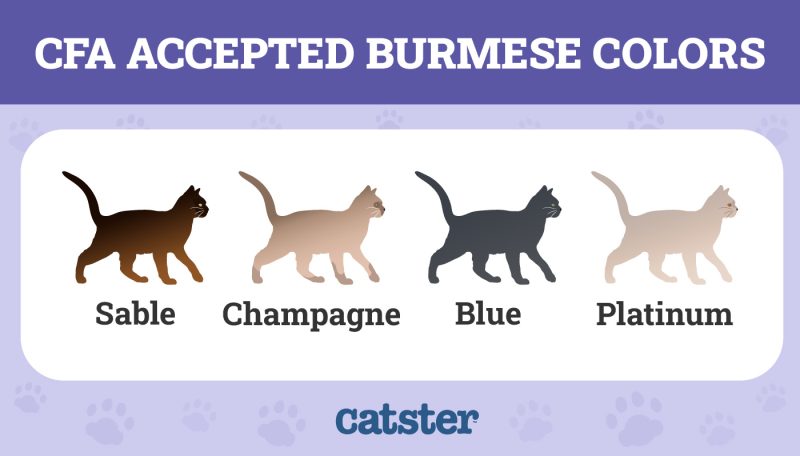 4 Vet-Verified Types of Burmese Cat Colors, Breeds & Patterns (With ...