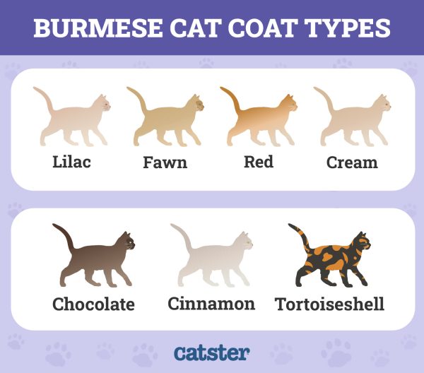 11 Types of Burmese Cat Colors, Breeds & Patterns (With Info & Pictures ...