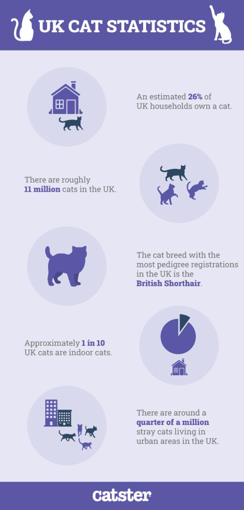 17 UK Cat Statistics & Facts All Cat Lovers Should Know (2025 Update) - Catster