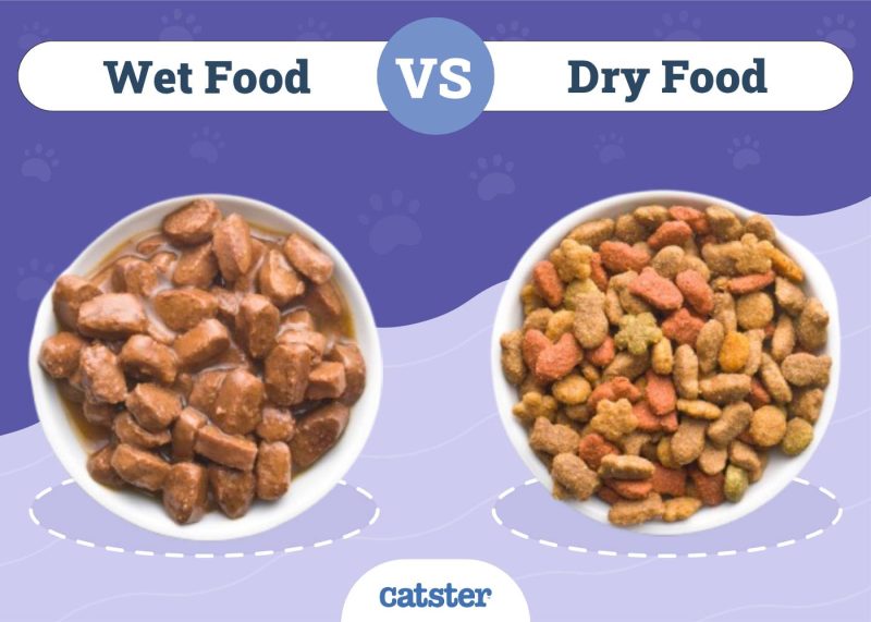 Wet Vs Dry Cat Food Vet Approved Facts And Key Differences Catster