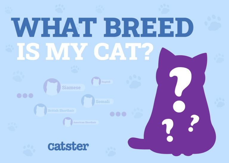 What Breed Is My Cat? Vet Approved Identification Guide (with Pictures ...