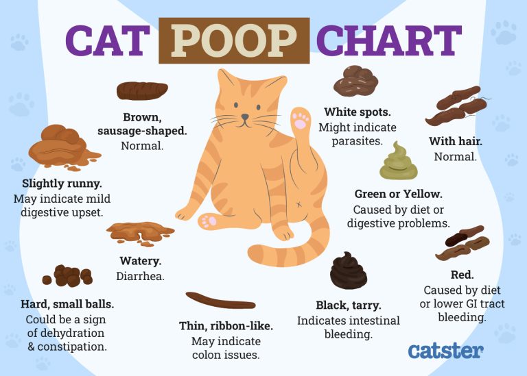 Cat Poop Chart: Colors, Consistency & More (Vet-Reviewed) - Catster Cat Poop Chart: Colors, Consistency & More (Vet-Reviewed) - Catster