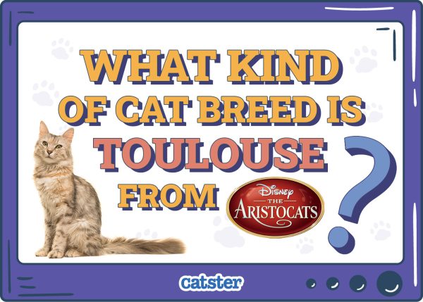 What Kind of Cat Breed is Toulouse from The Aristocats? Disney Felines ...