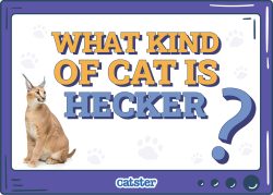 What Kind of Cat Is Hecker? Famous Cat Breeds Revealed - Catster