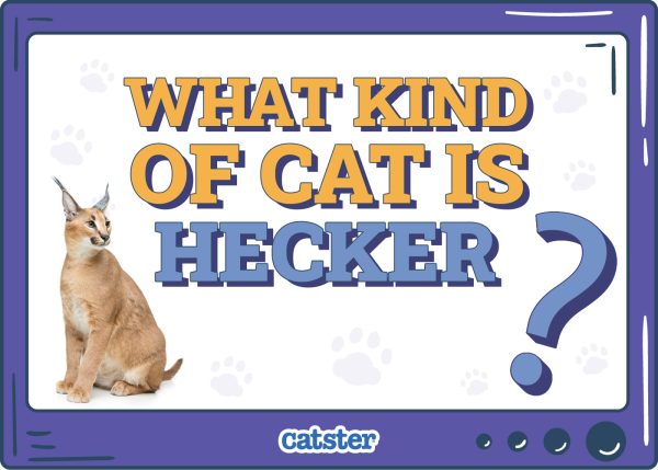 What Kind of Cat Is Hecker? Famous Cat Breeds Revealed - Catster