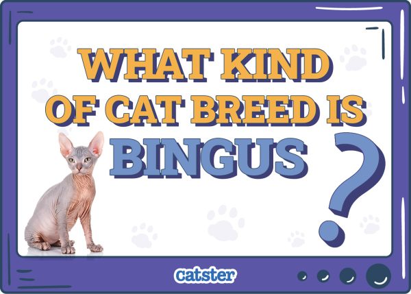 What Kind of Cat Breed is Bingus? Felines of Viral Videos - Catster