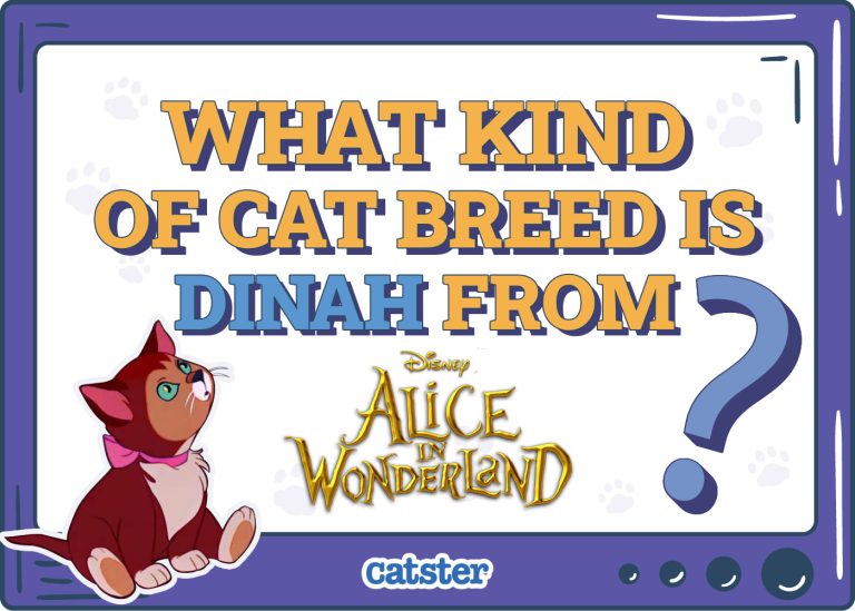 What Kind of Cat Breed Is Dinah From Alice in Wonderland? Interesting ...
