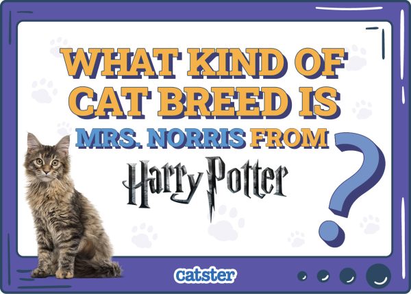 What Kind of Cat Breed Is Mrs. Norris From Harry Potter? Interesting ...