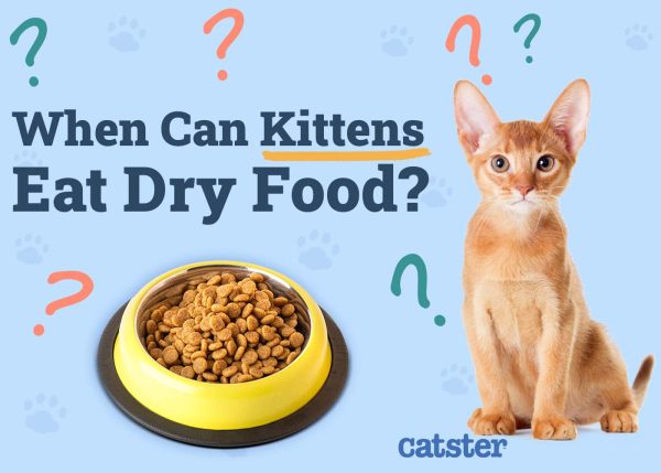 When Can Kittens Eat Dry Food? Vet Approved Facts & FAQ - Catster