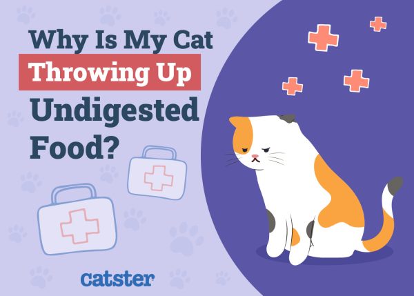 Why Is My Cat Throwing Up Undigested Food? Our Vet Explains 6 Potential ...