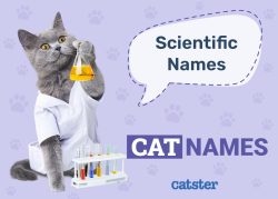 Scientific Cat Names: 180 Great Ideas for Your Smart Cat - Catster