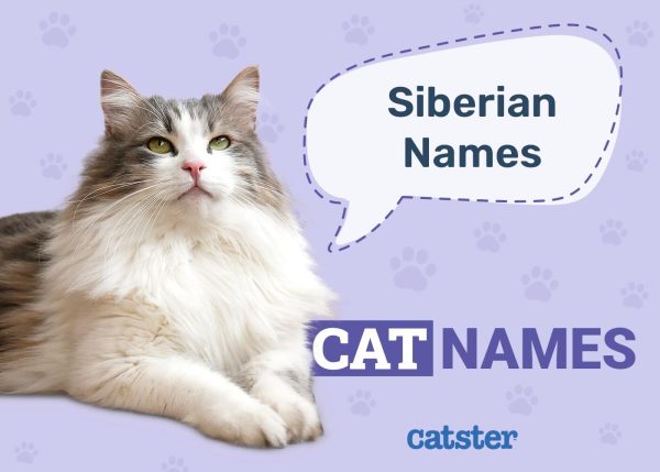 250+ Siberian Cat Names: Ideas for Your Northern Kitty - Catster