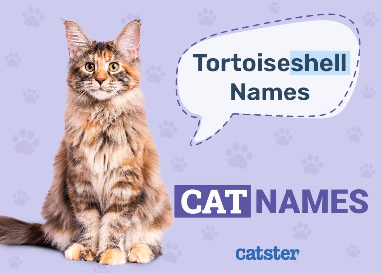 100+ Tortoiseshell Cat Names: Great Ideas For Your Cute Cat - Catster