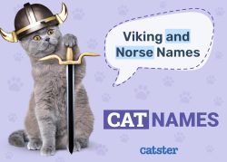 400 Viking & Norse Cat Names: Great Ideas for Strong Cats - Catster