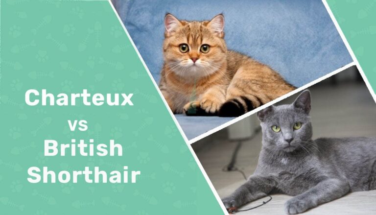 Chartreux vs. British Shorthair: The Differences (With Pictures) - Catster