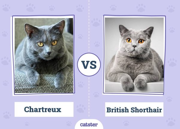 Chartreux vs. British Shorthair: The Differences (With Info & Pictures ...