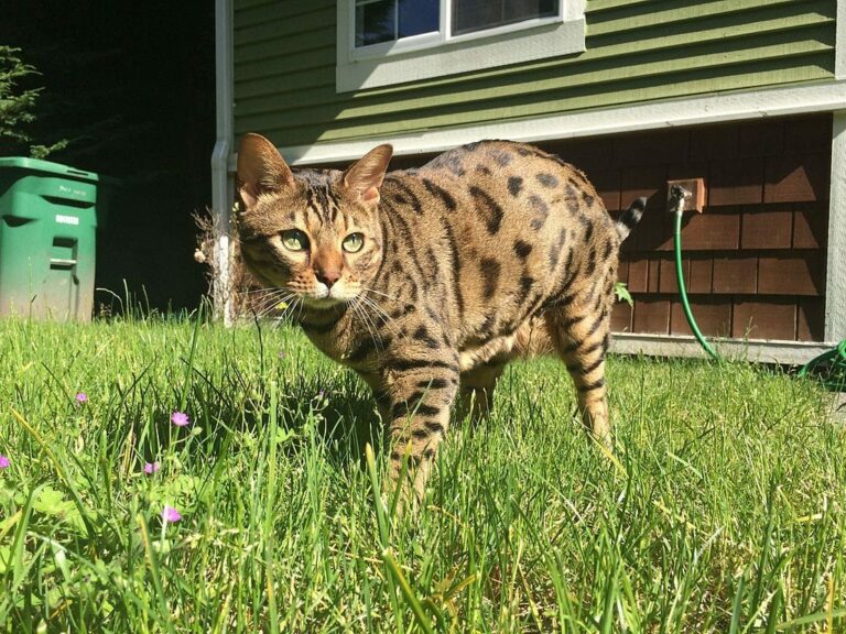Cheetoh Cat Breed: Info, Pictures, Temperament & More - Catster