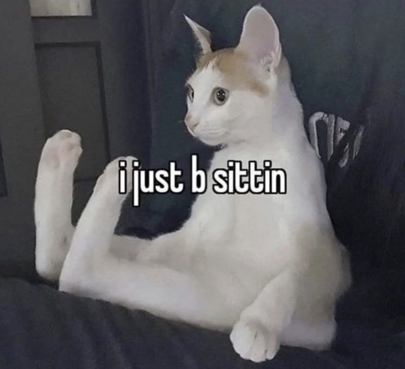 35 Kitten Memes: Cute, Funny & Adorably Evil Kittens - Catster