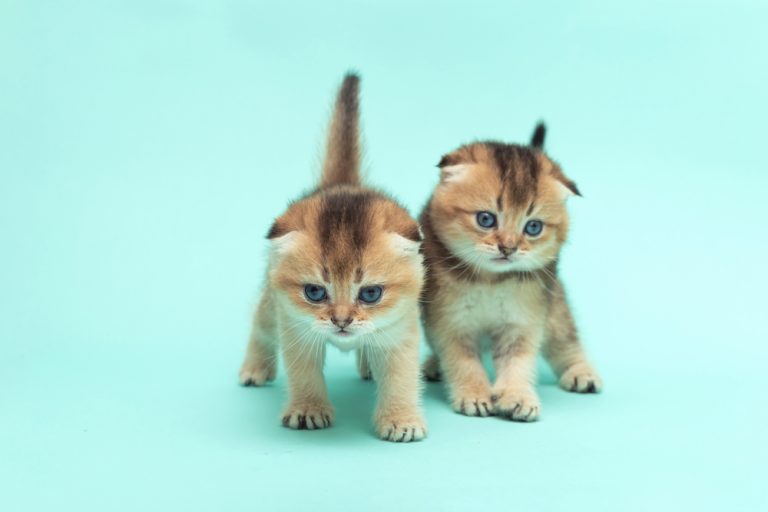 19 Scottish Fold Cat Colors & Patterns (With Pictures) - Catster